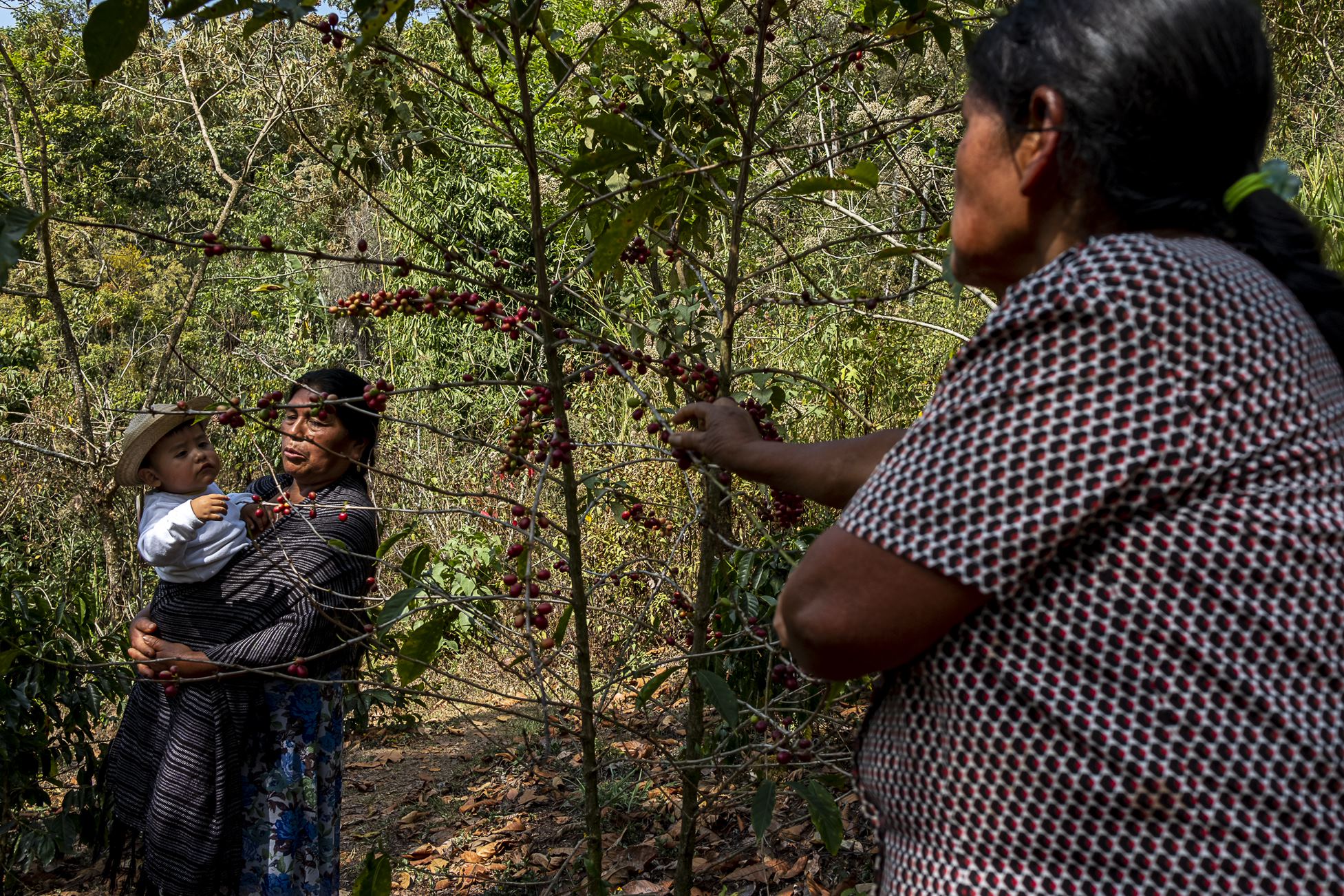 How indigenous women farmers in Mexico are using agroforestry to save ...