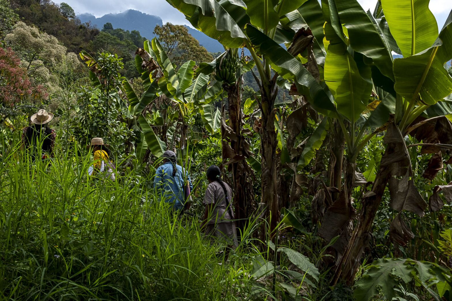 How indigenous women farmers in Mexico are using agroforestry to save ...