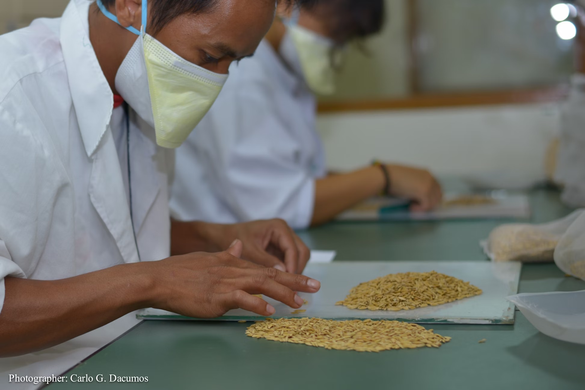 Genetic engineering against malnutrition: Does Golden Rice live up to ...