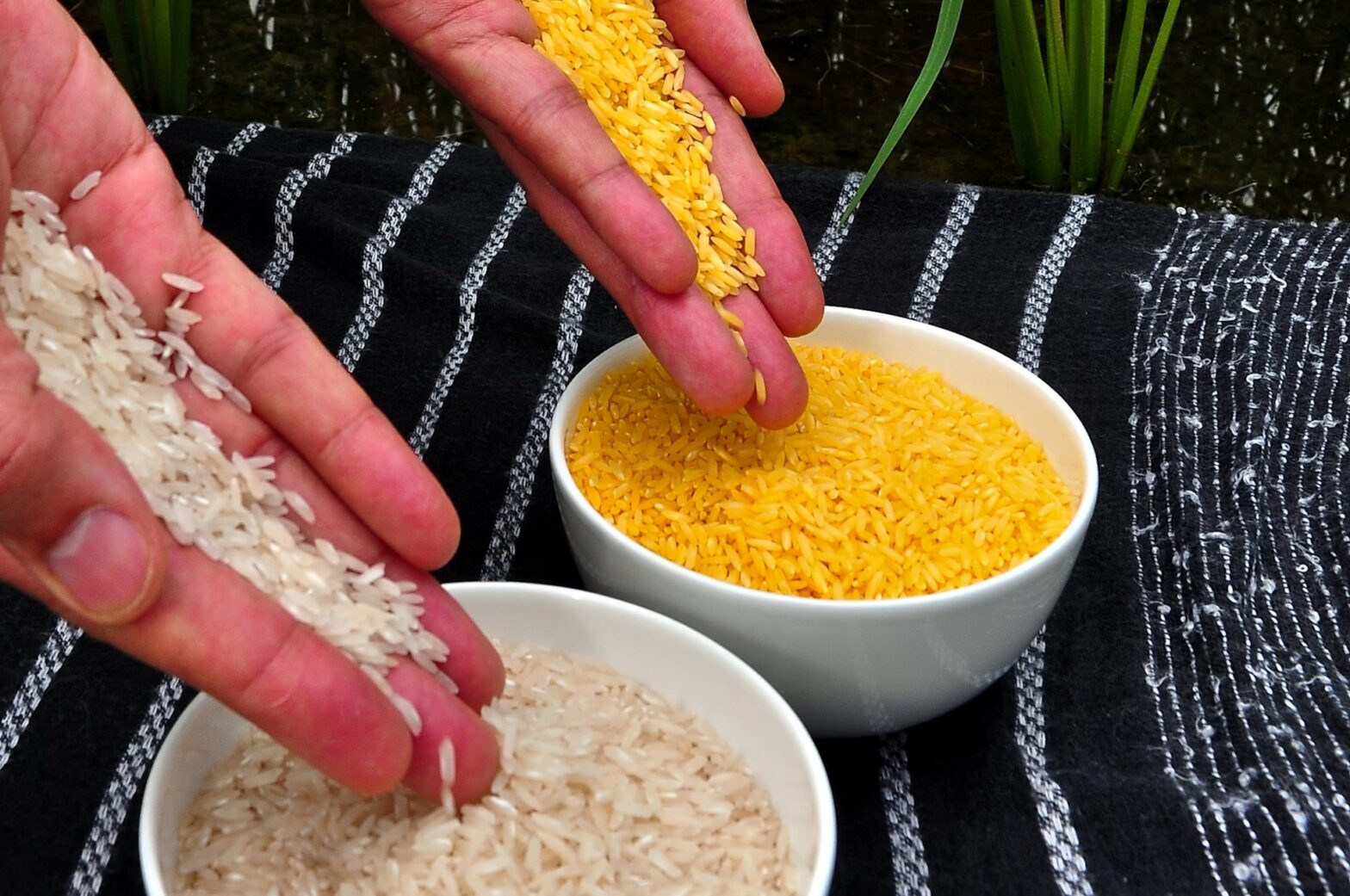 Genetic engineering against malnutrition: Does Golden Rice live up to ...