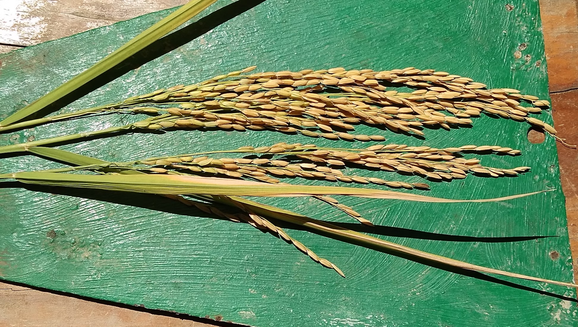 Genetic engineering against malnutrition: Does Golden Rice live up to ...